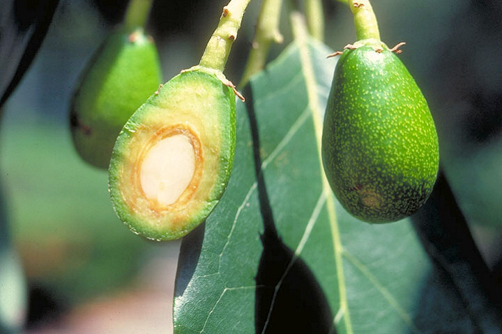 Mladý plod avokáda - Pěstování avokáda - Exotické ovoce