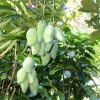 Různé druhy manga - Mango - popis - Exotické ovoce